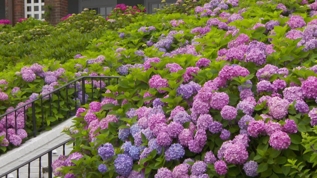 Watch Sunday Morning: Nurturing the magic of hydrangeas - Full show on CBS