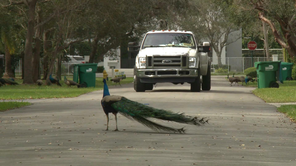 Watch Cbs Saturday Morning Florida Town Fights Peacocks In Unique Way