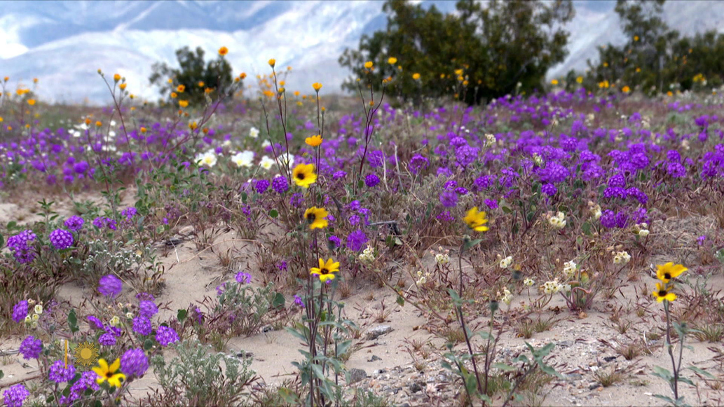 Watch Sunday Morning: Nature: Desert wildflowers - Full show on CBS