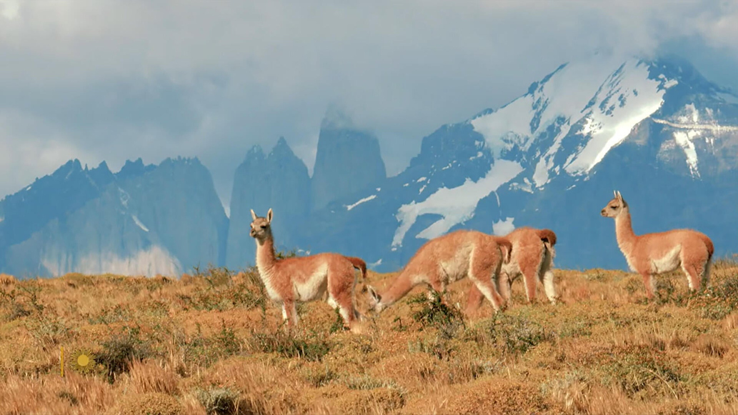 Watch Sunday Morning Season Episode : Nature: Guanacos in Chile ...