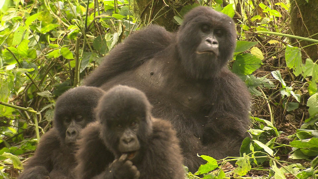 Watch 60 Minutes: Gorilla Doctors - Full show on CBS