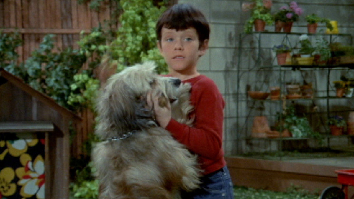Watch The Brady Bunch Season 1 Episode 18: The Brady Bunch - Tiger ...