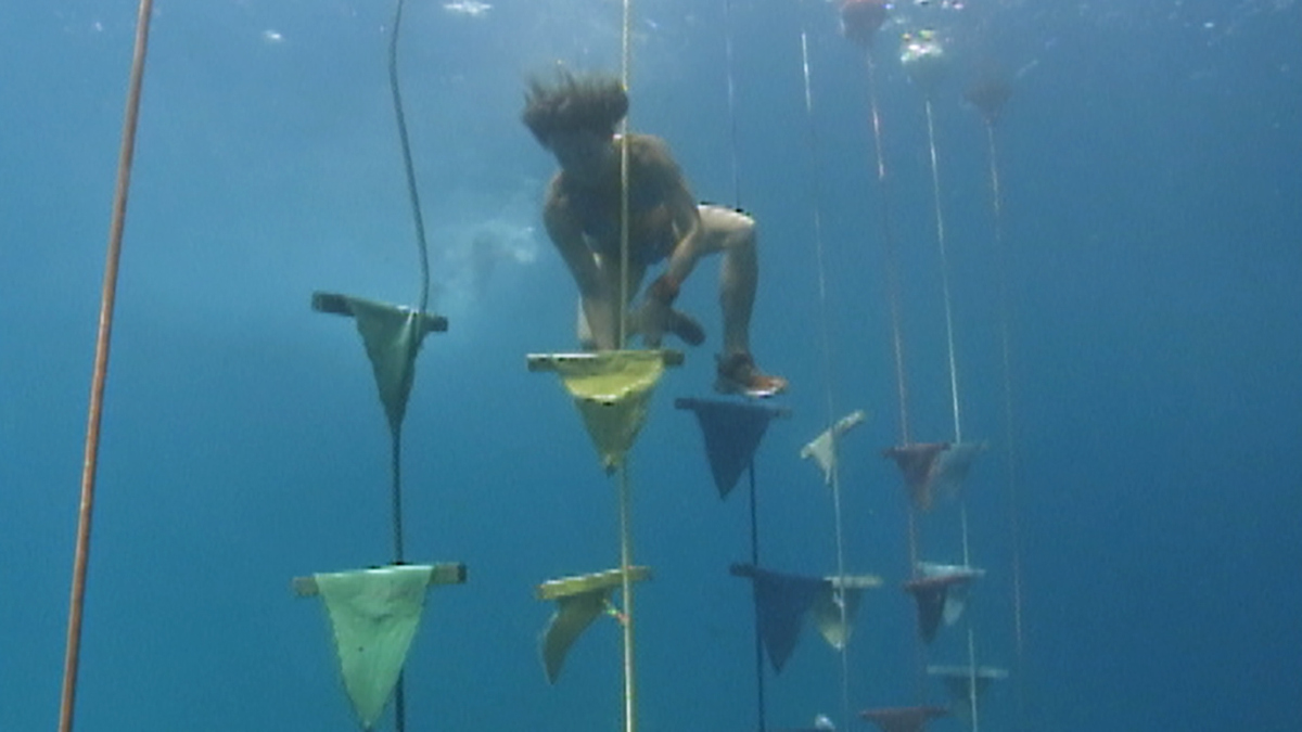 Watch Survivor Season 9 Episode 12: Survivor: Vanuatu - Now Who's In ...