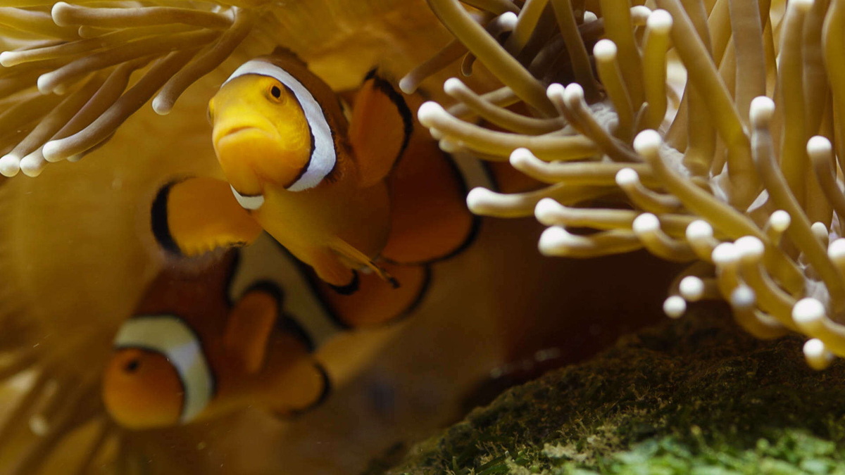 Watch David Attenborough's Great Barrier Reef Season 1 Episode 1: David ...