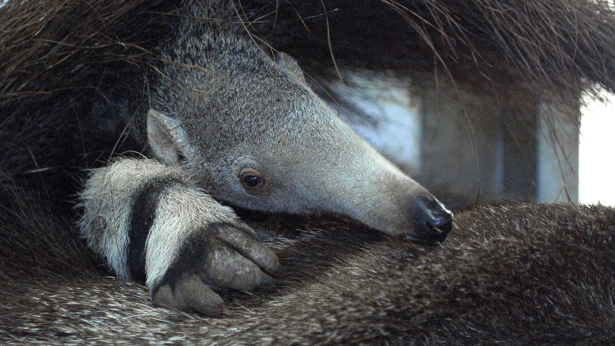 Watch Baby Animals Season 2 Episode 5: Baby Animals - Offbeat ...