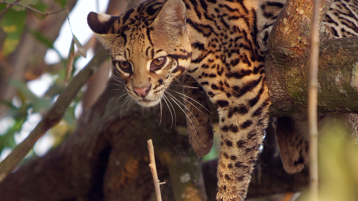 Watch Brazil Untamed Season 1 Episode 5: Brazil Untamed - Cat Country ...