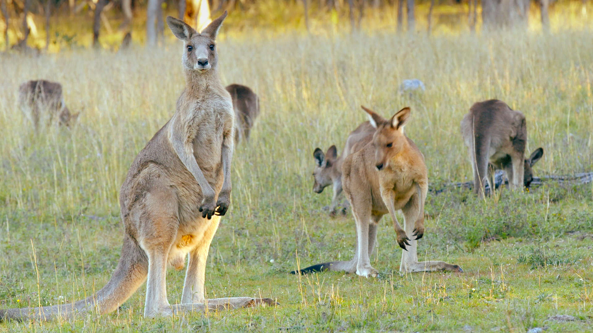 Watch Secret Life of the Kangaroo Season 1 Episode 1: Mob Rules - Full ...