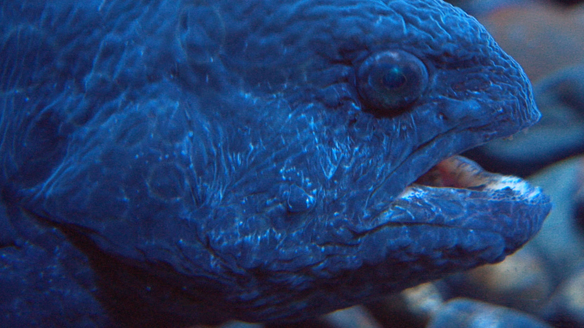 Watch Strange Creatures Season 1 Episode 3: Uncanny Animals - Full show ...