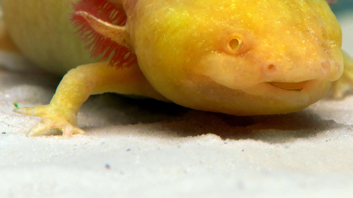 Watch Strange Creatures Season 2 Episode 4: Strange Creatures - Anatomy ...