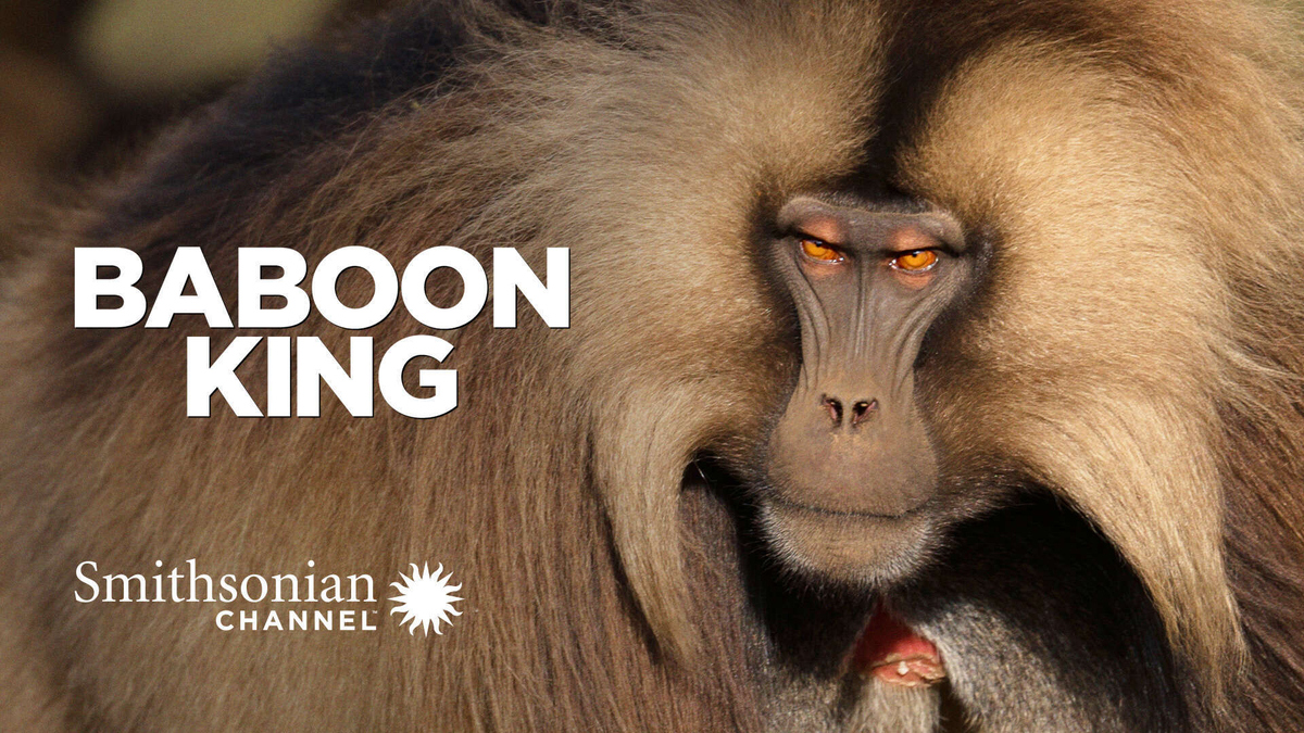 Baboon King - Watch Movie on Paramount Plus
