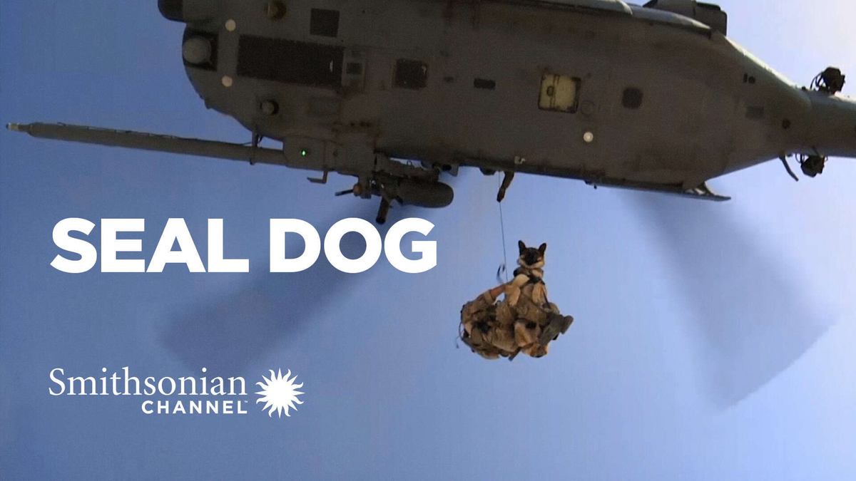SEAL Dog - Watch Full Movie on Paramount Plus