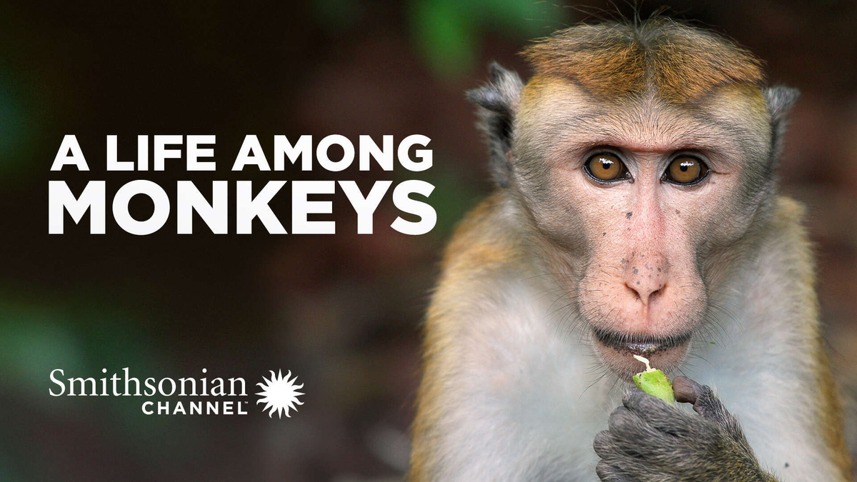A Life Among Monkeys - Watch Full Movie on Paramount Plus