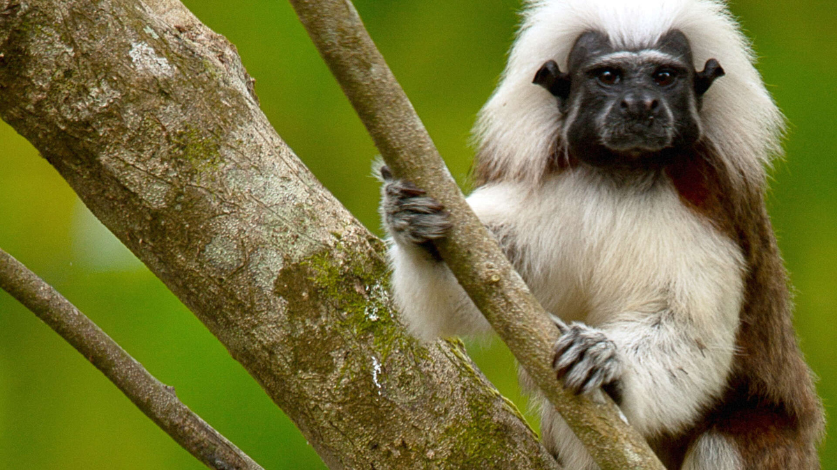 Watch Into the Wild Colombia Season 1 Episode 5: Into the Wild Colombia ...