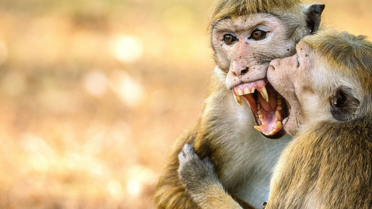 Watch Monkey Island Season 1 Episode 3: Trouble in Paradise - Full show ...