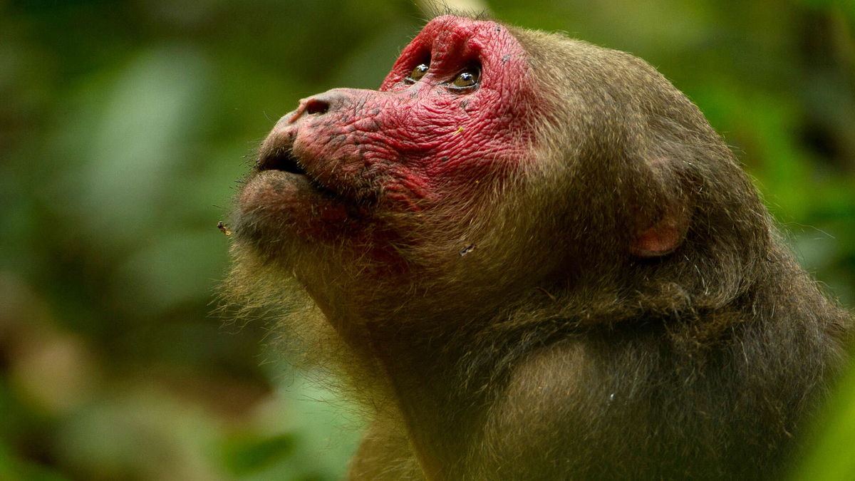 Watch Into the Wild India Season 1 Episode 2: Into the Wild India ...