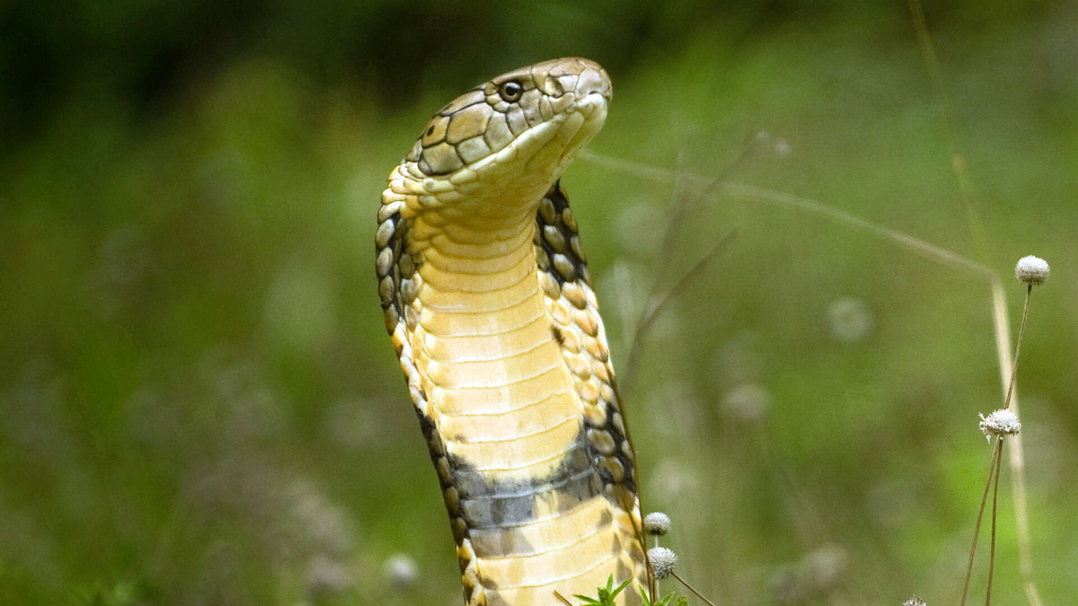 Watch Into the Wild India Season 1 Episode 9: Into the Wild India ...