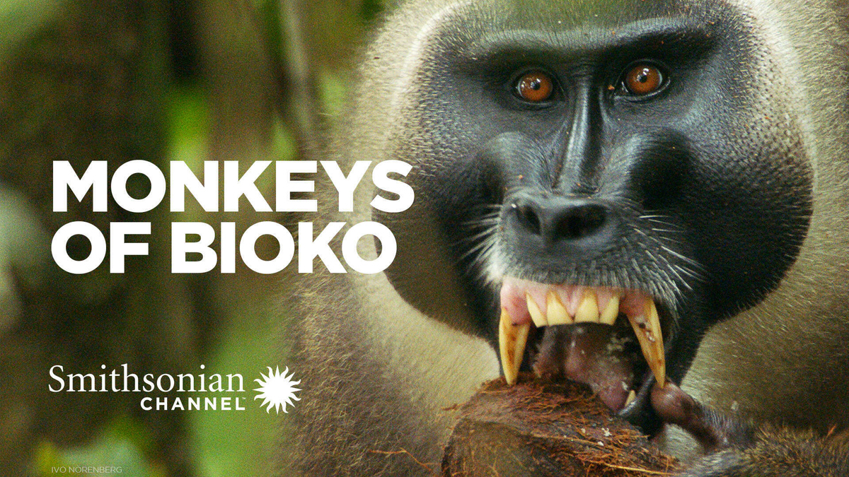 Monkeys of Bioko - Watch Full Movie on Paramount Plus