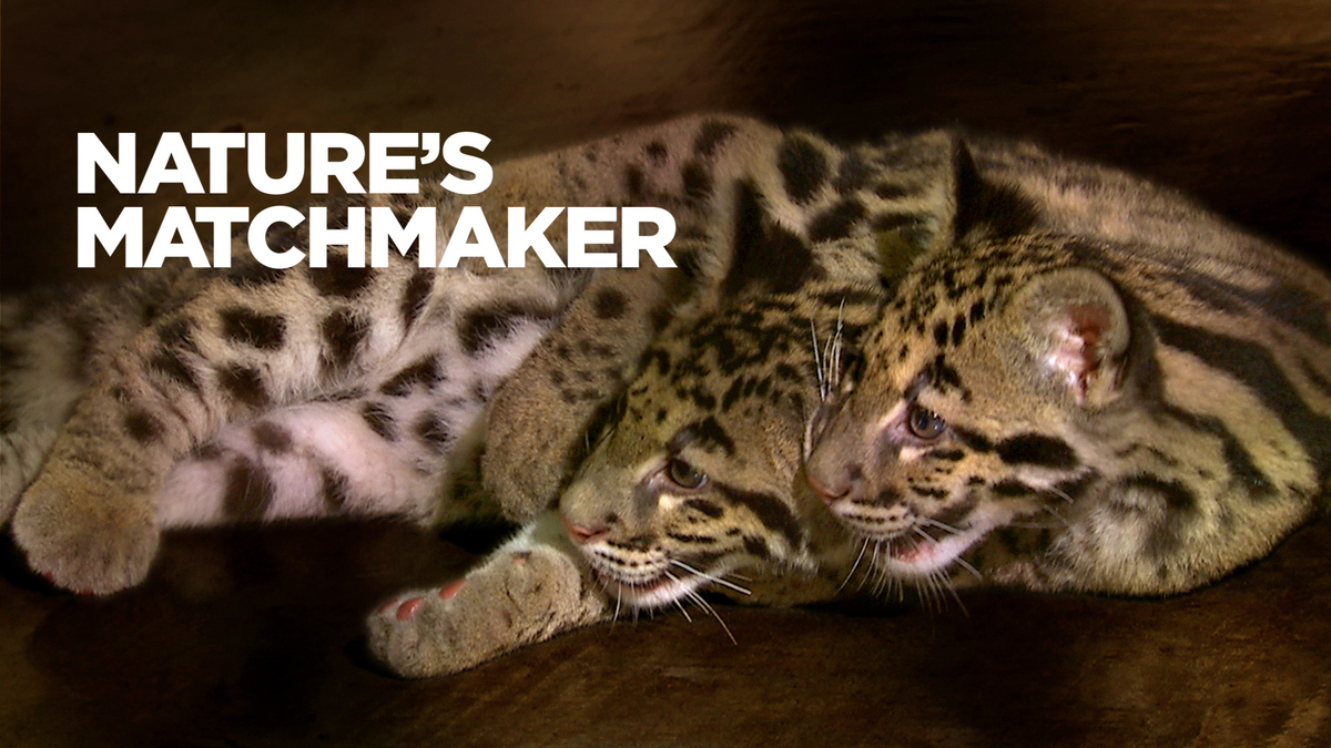 Casamentero de la naturaleza - Ver Película Completa en Paramount+ México