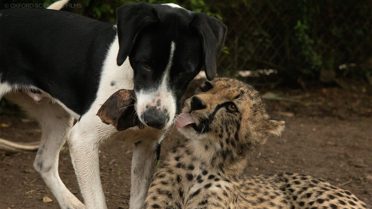 Watch Amazing Animal Friends Season 1 Episode 4: Amazing Animal Friends ...