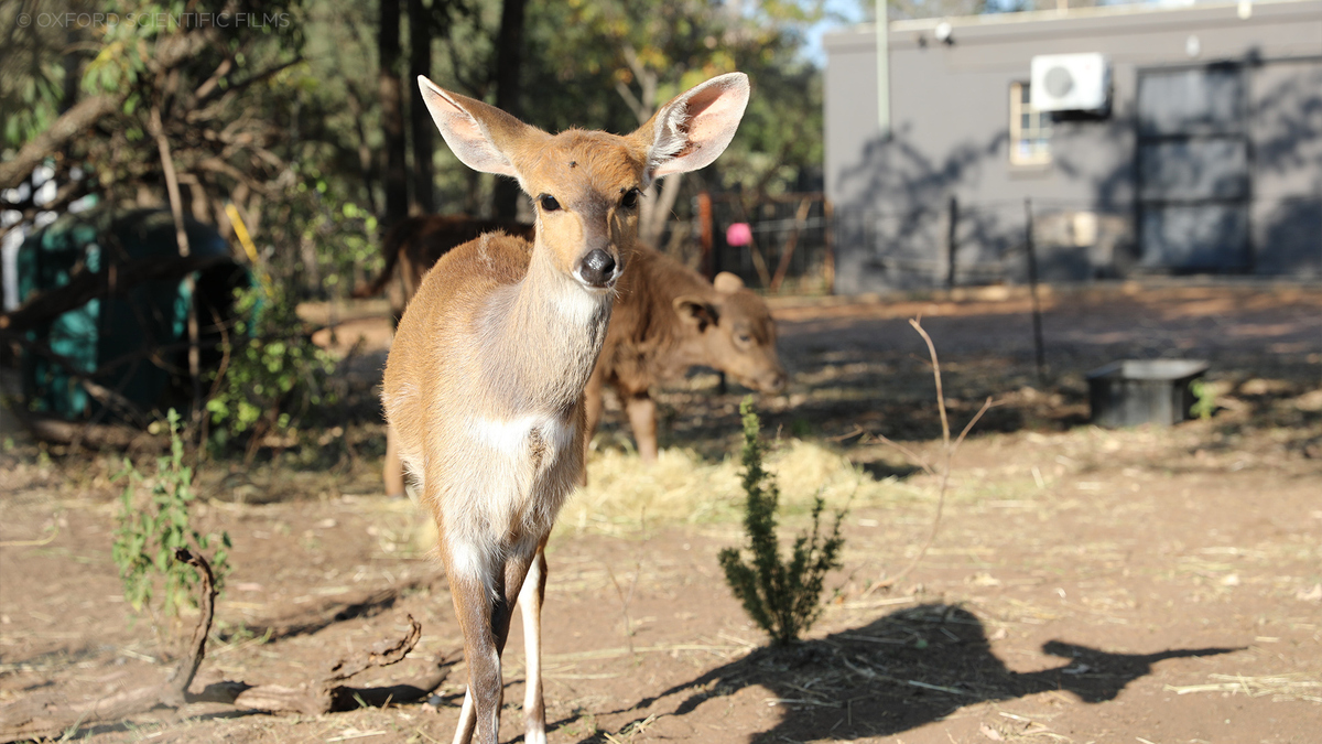 Watch Amazing Animal Friends Season 1 Episode 6: Amazing Animal Friends ...