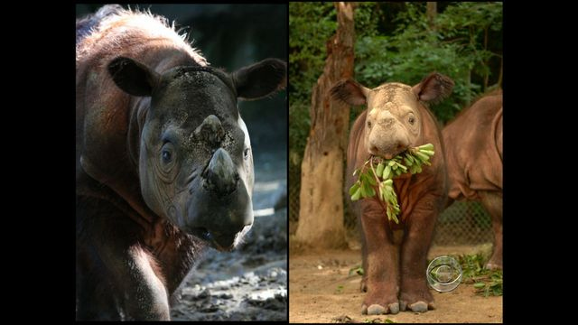 Watch CBS Evening News: Conservationists plan to breed rhino siblings ...