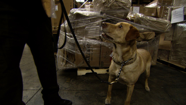 Watch CBS Evening News: Lancer, a 4-year-old Labrador retriever, is ...