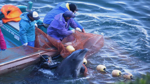 Watch CBS Evening News: Supporters of an annual dolphin hunt in western ...