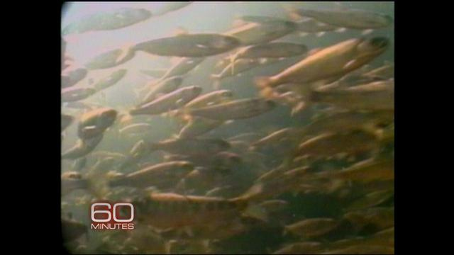 Watch 60 Minutes: Fish Fuss - Full show on CBS