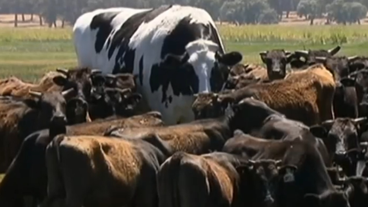 Watch CBSN AM: Australian cow too big to be slaughtered - Full show on ...