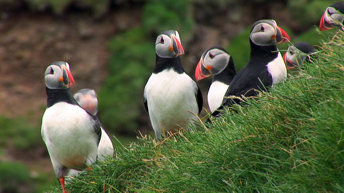 Watch Sunday Morning: Nature: Puffins - Full show on CBS