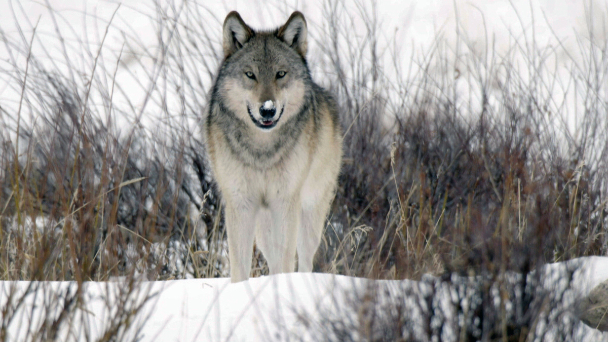 Watch 60 Minutes: The return of wolves to Yellowstone Park - Full show ...