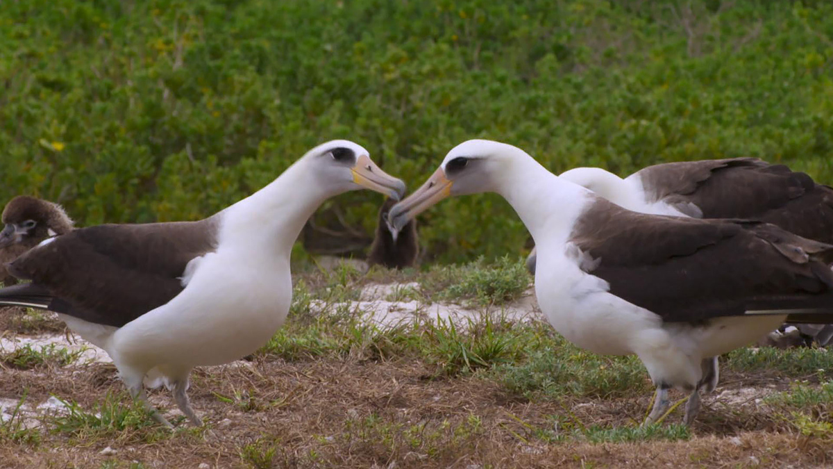 Watch 60 Minutes Overtime: The dance moves of a love-struck albatross ...