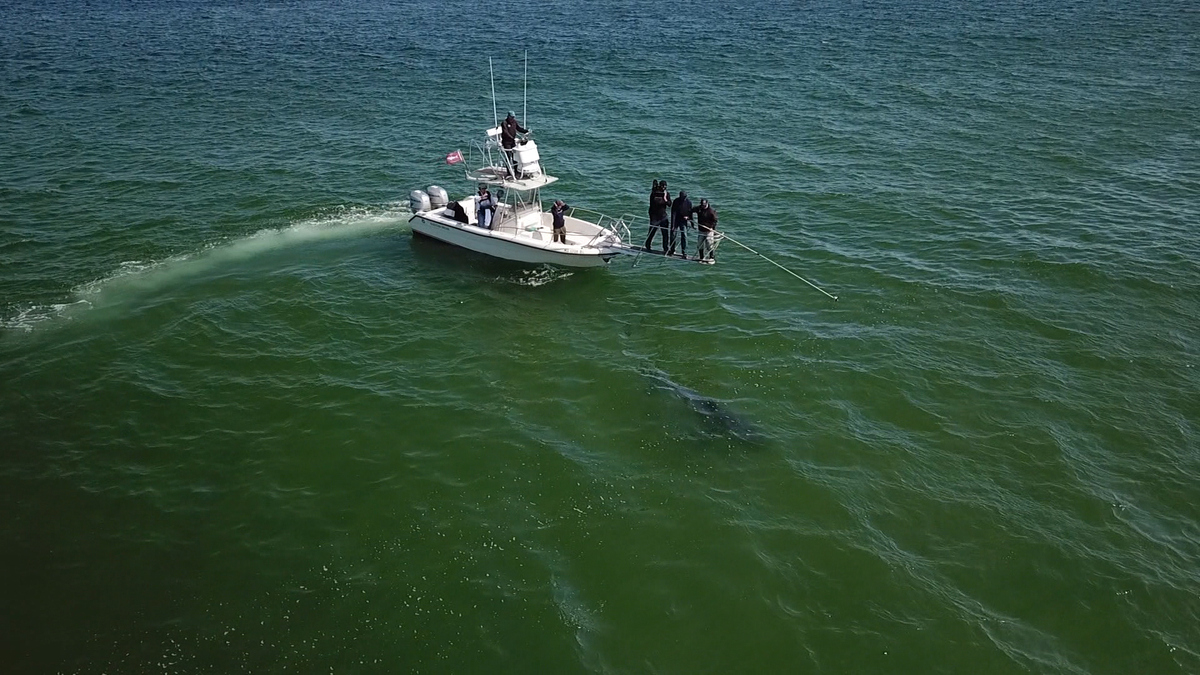 Watch 60 Minutes: Sharks swimming near North Atlantic beaches - Full ...