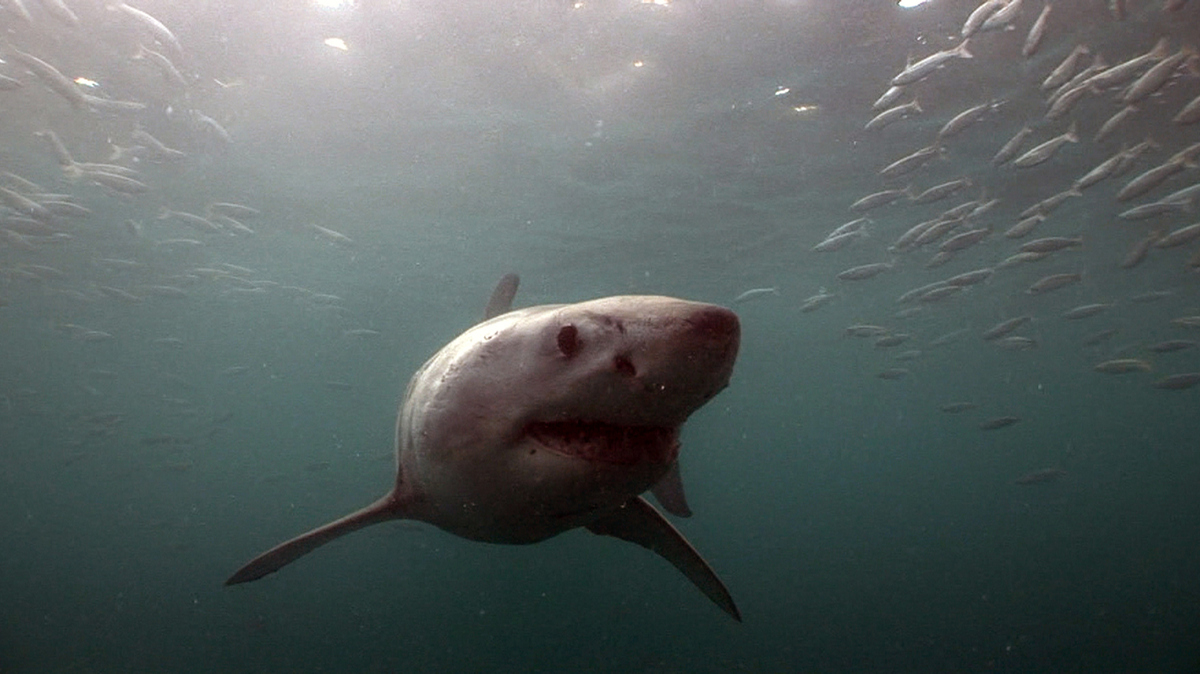 Watch 60 Minutes: The Atlantic great white shark's comeback - Full show ...