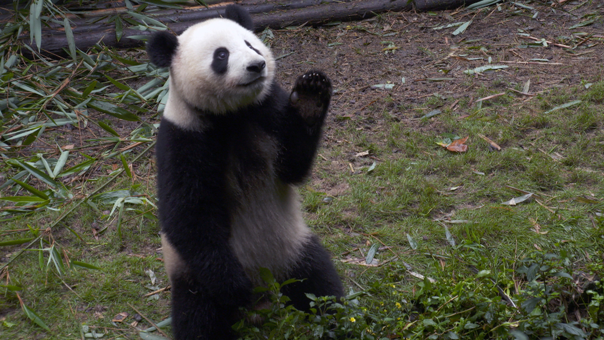 Watch 60 Minutes Overtime: Pandas make a comeback - Full show on CBS