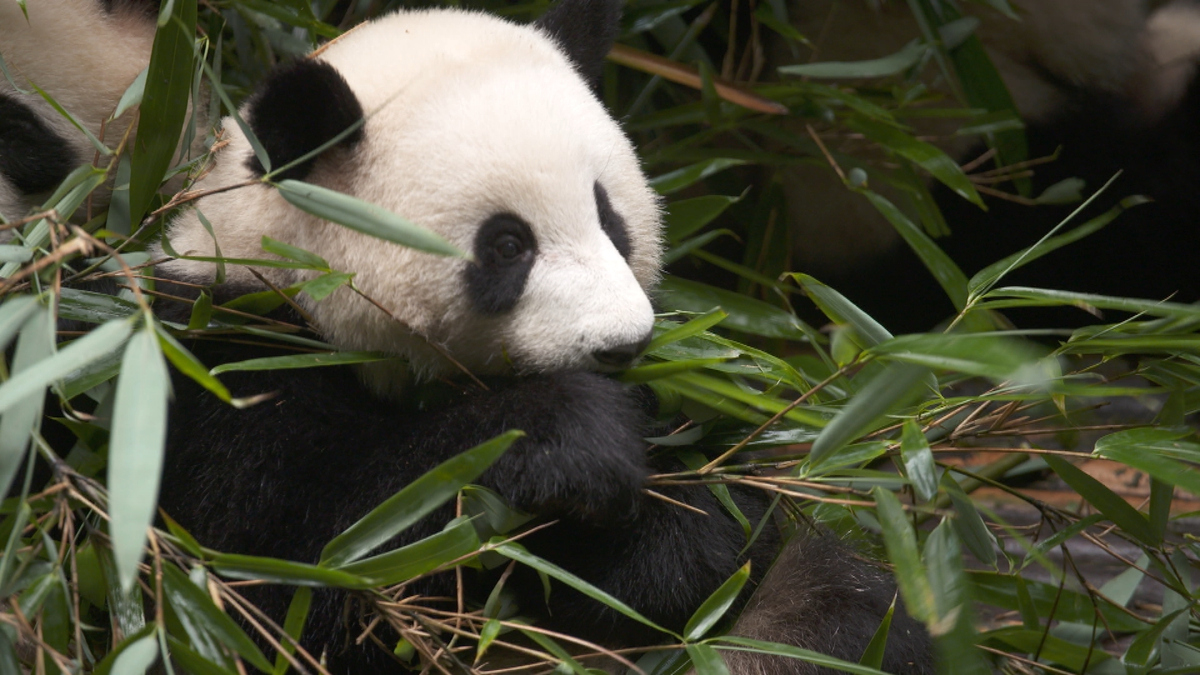 Watch 60 Minutes: Helping giant pandas make a comeback - Full show on CBS