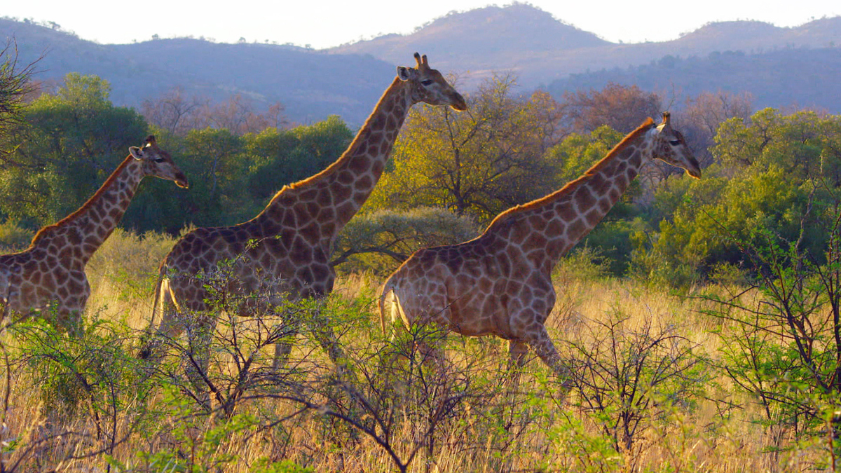 Watch Sunday Morning: Nature: Giraffes - Full show on CBS