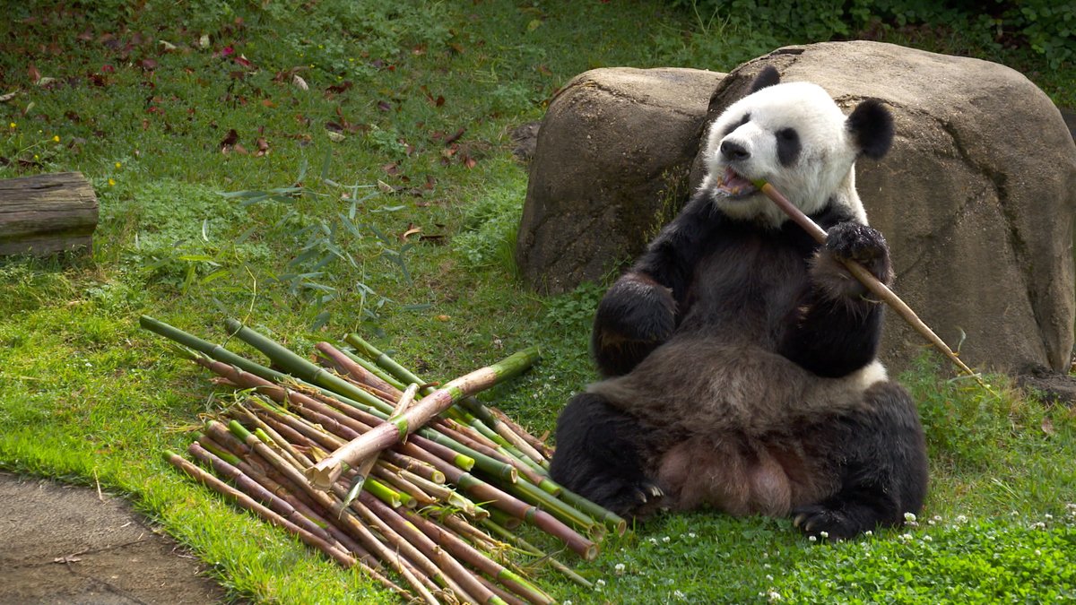 Watch Sunday Morning: Inside zoos closed for COVID - Full show on CBS
