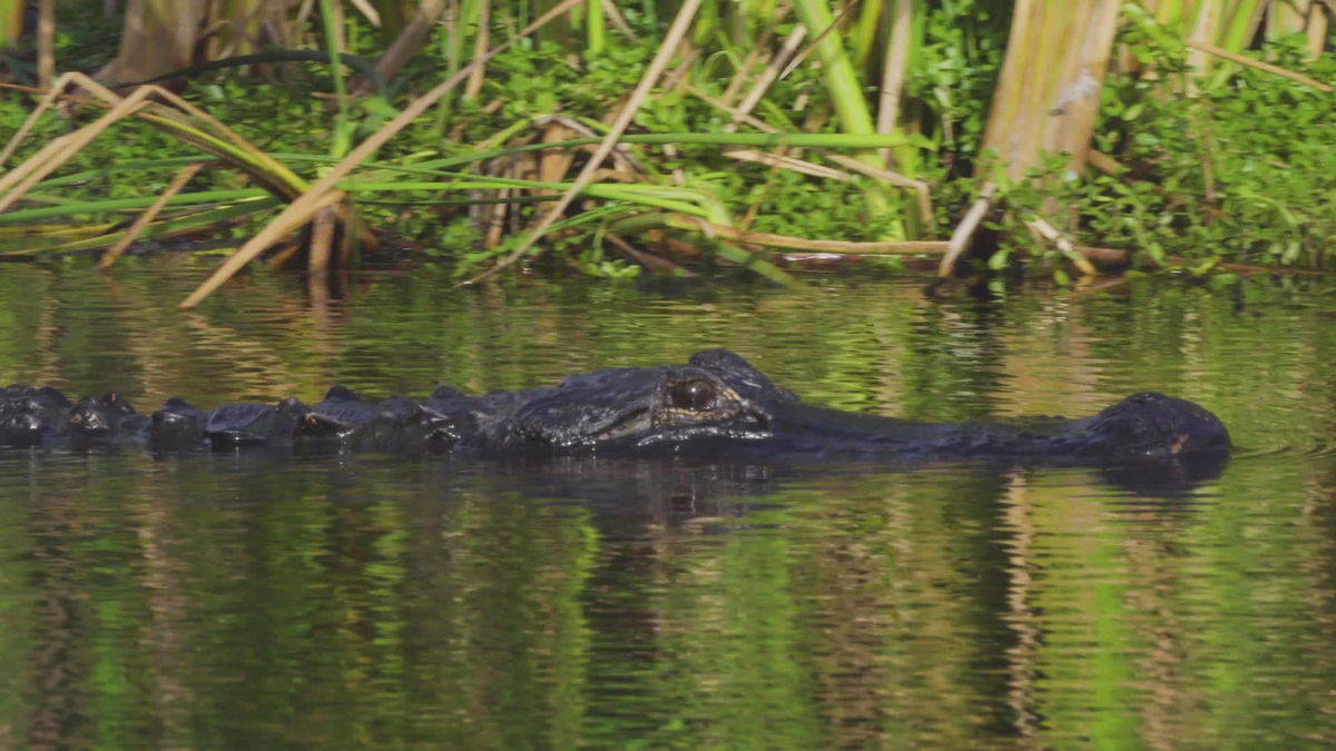 Watch Sunday Morning: Nature: Alligators in Florida - Full show on CBS