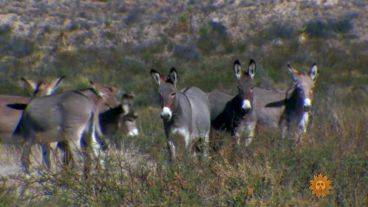 Watch Sunday Morning: Nature: Wild burros of Texas - Full show on CBS