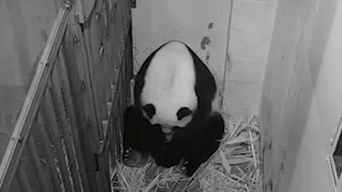 Watch CBS Evening News: Giant panda gives birth at National Zoo - Full ...