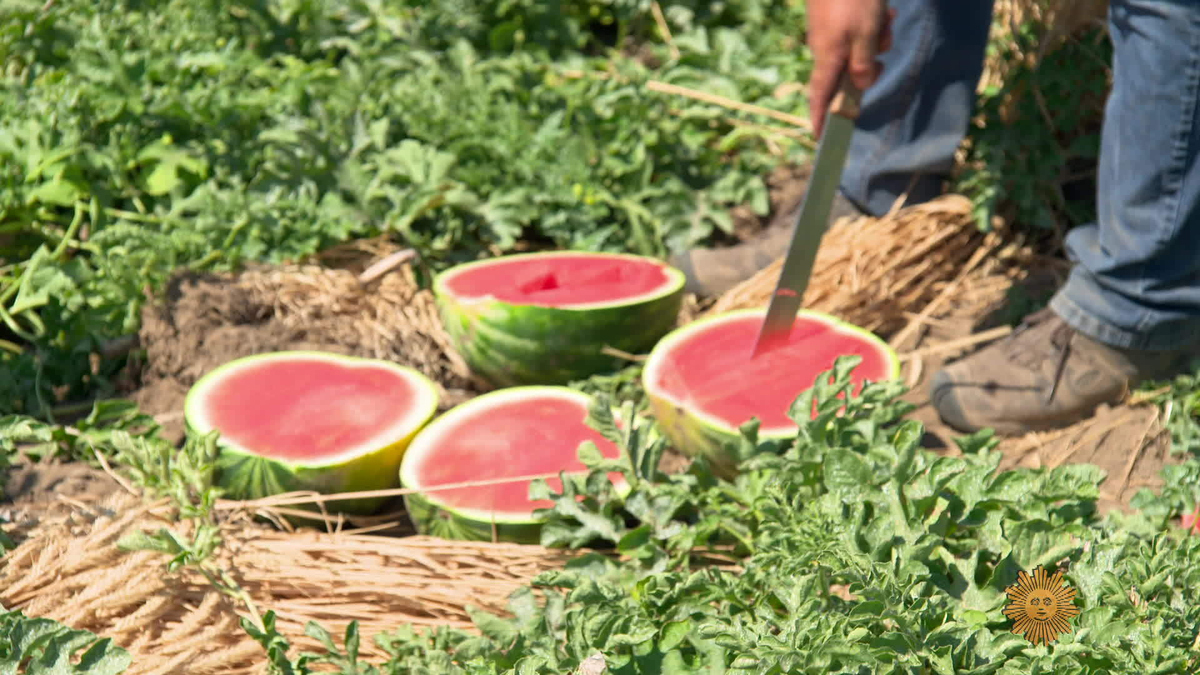 Watch Sunday Morning: Watermelons, a taste of summer - Full show on CBS