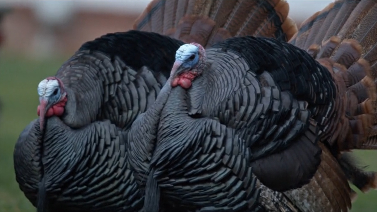 Watch Sunday Morning: Nature: Wild turkeys in Ohio - Full show on CBS