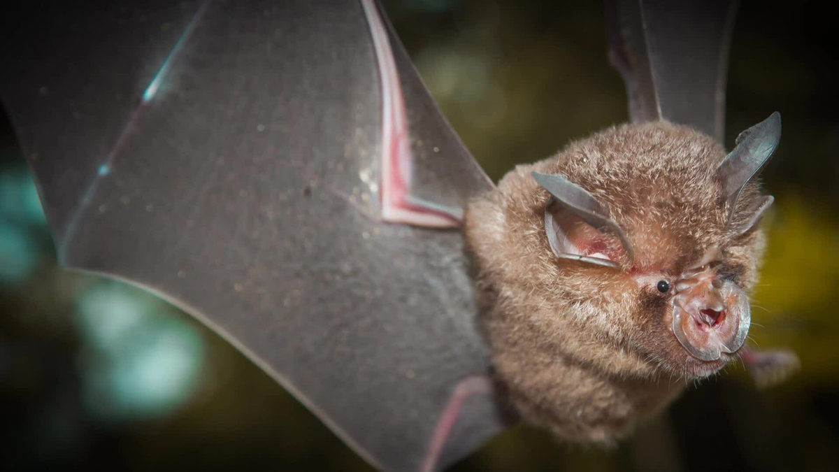 Watch Sunday Morning: Bats and the search for COVID's origin - Full ...