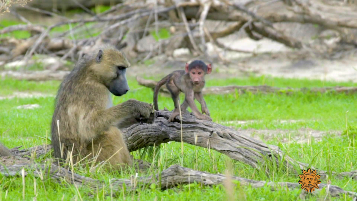 Watch Sunday Morning Nature: Baboons in Botswana - Paramount+