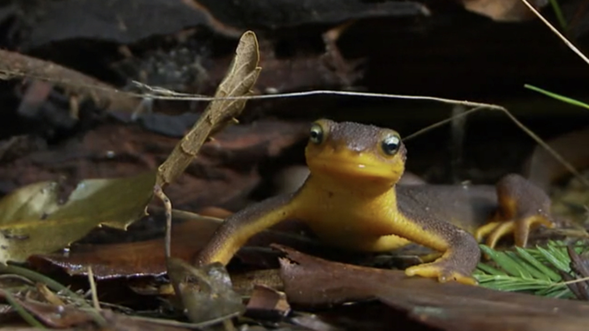 Watch Sunday Morning: Nature: Newts - Full show on CBS