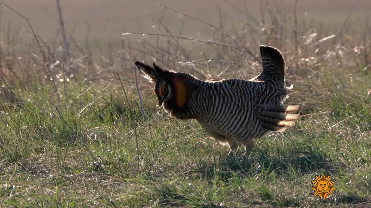 Watch Sunday Morning: Nature: Greater Prairie Chickens in South Dakota ...