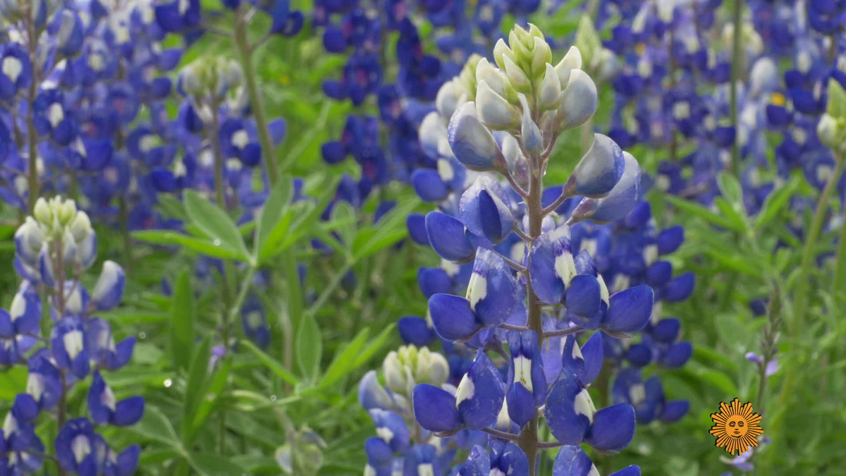 Watch Sunday Morning: Nature: Texas bluebonnets - Full show on ...