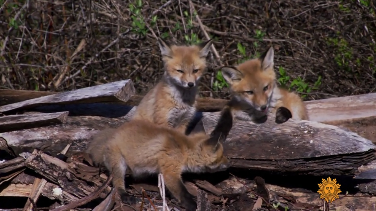 Watch Sunday Morning: Nature: Red foxes' den - Full show on CBS