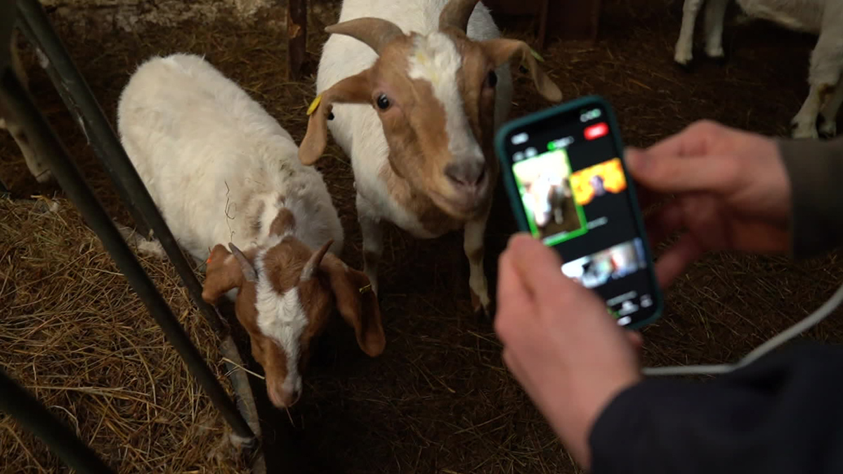 Watch Sunday Morning: How farm animals began "goat-crashing" Zoom ...